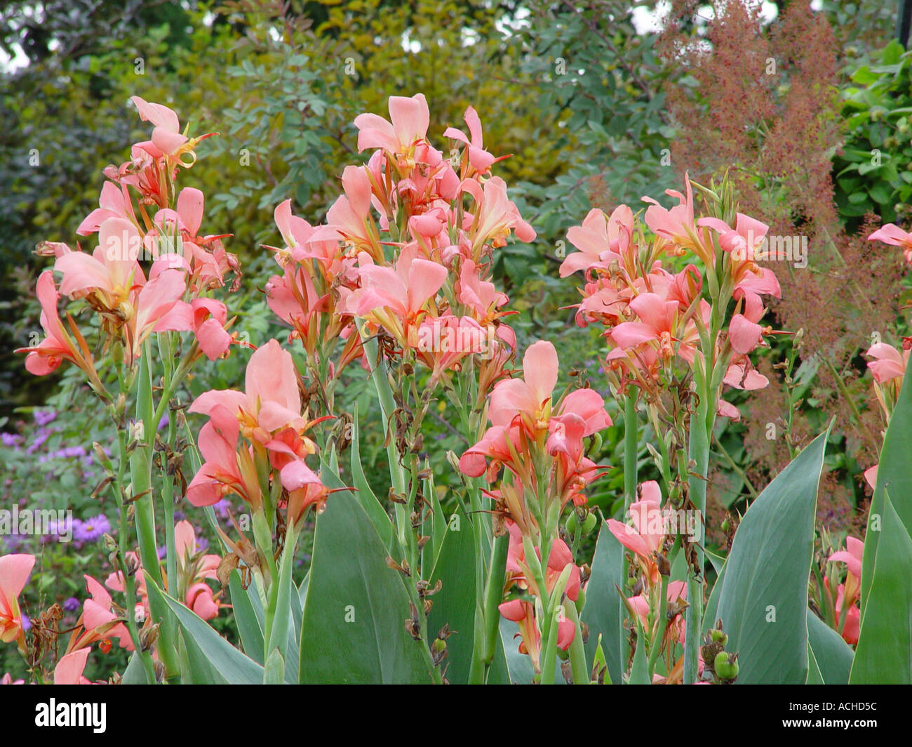 Canna erebus Indian shot plant Stock Photo - Alamy