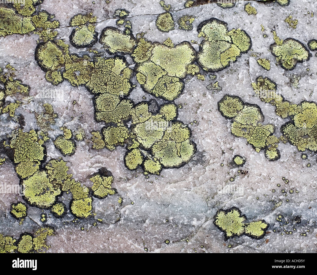 Rhizocarpon Geographicum map lichen Stock Photo - Alamy