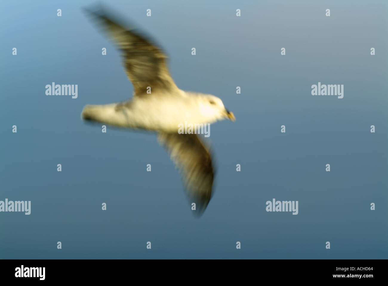 Free bird flying hi-res stock photography and images - Alamy