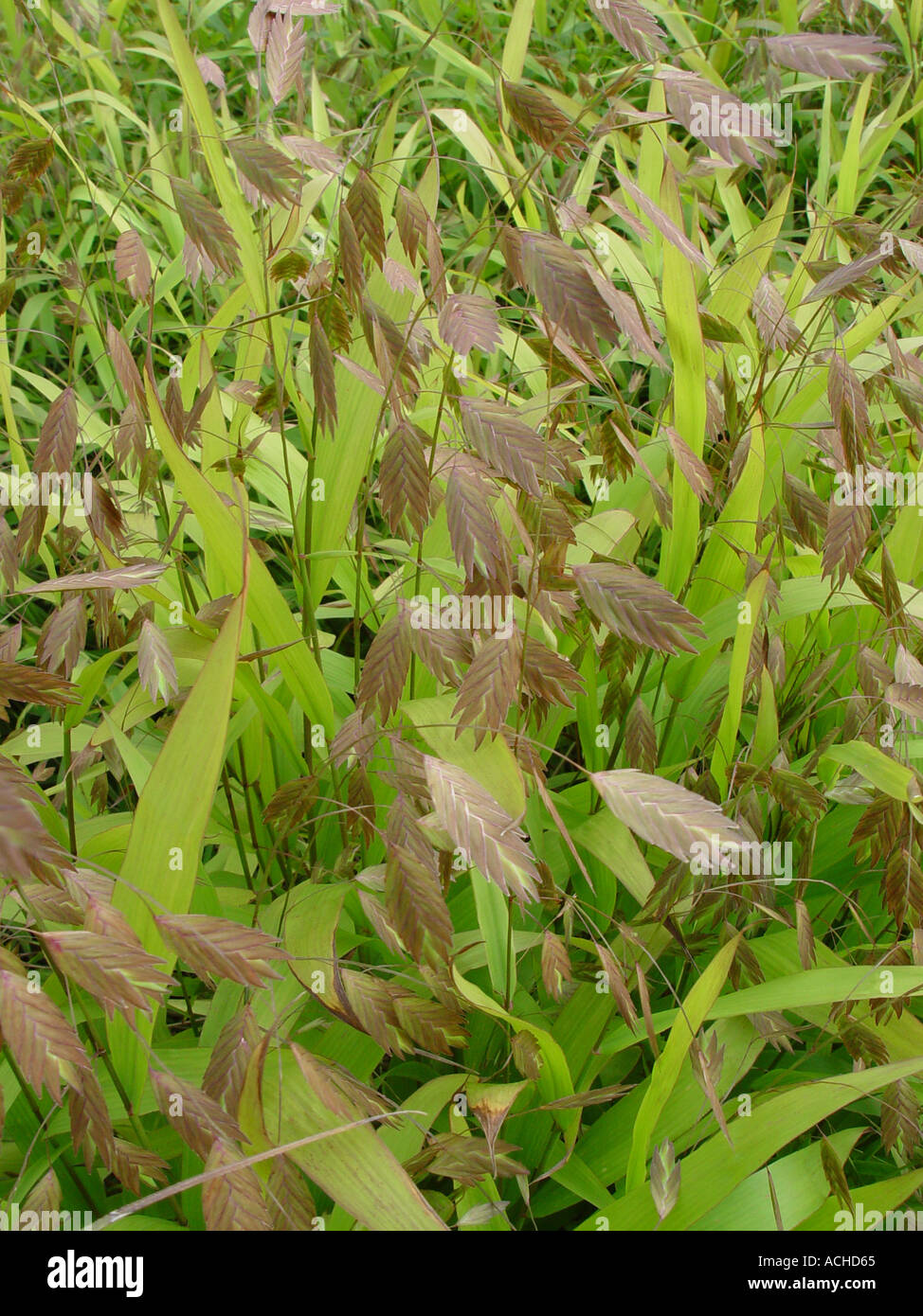 Chasmanthium latifolium grasses hi-res stock photography and images - Alamy