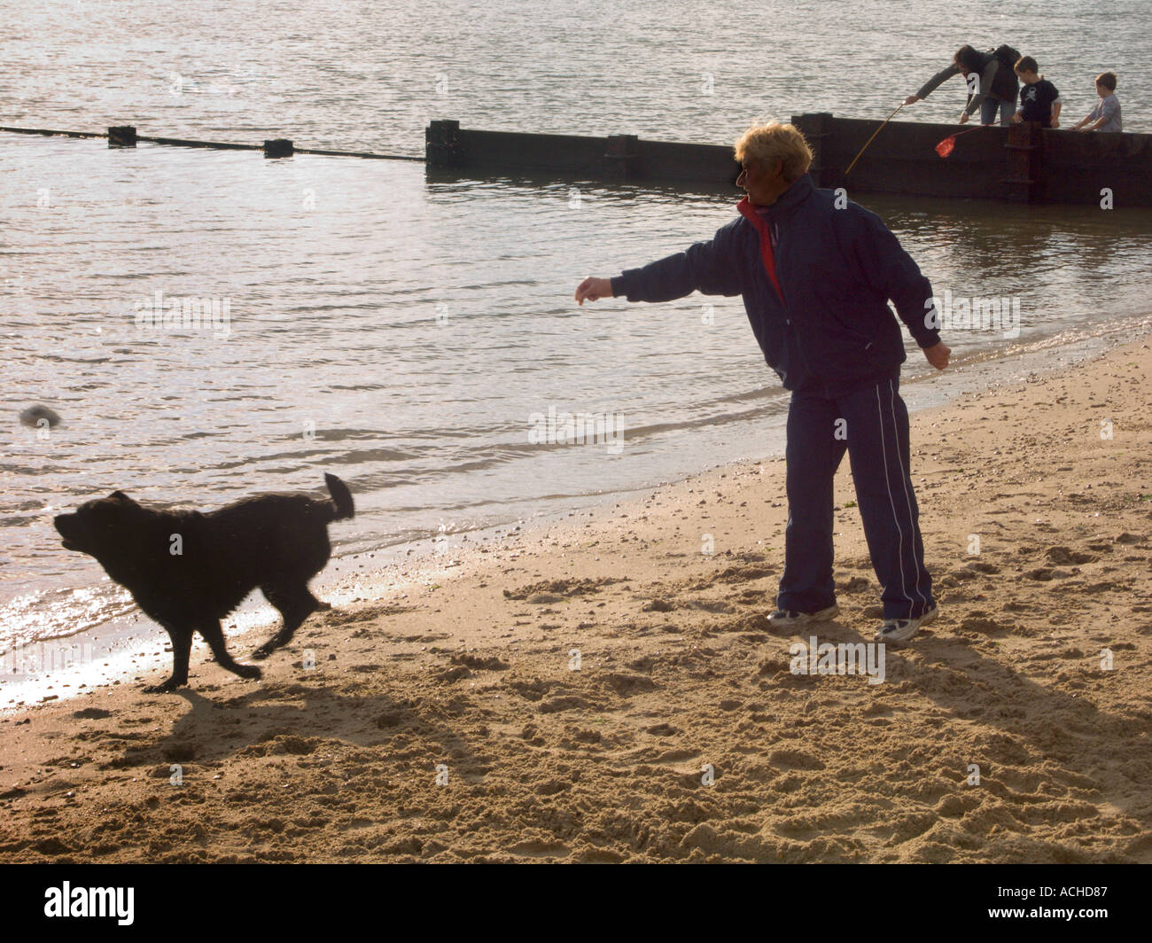 Why Do Dogs Like Chasing Sticks