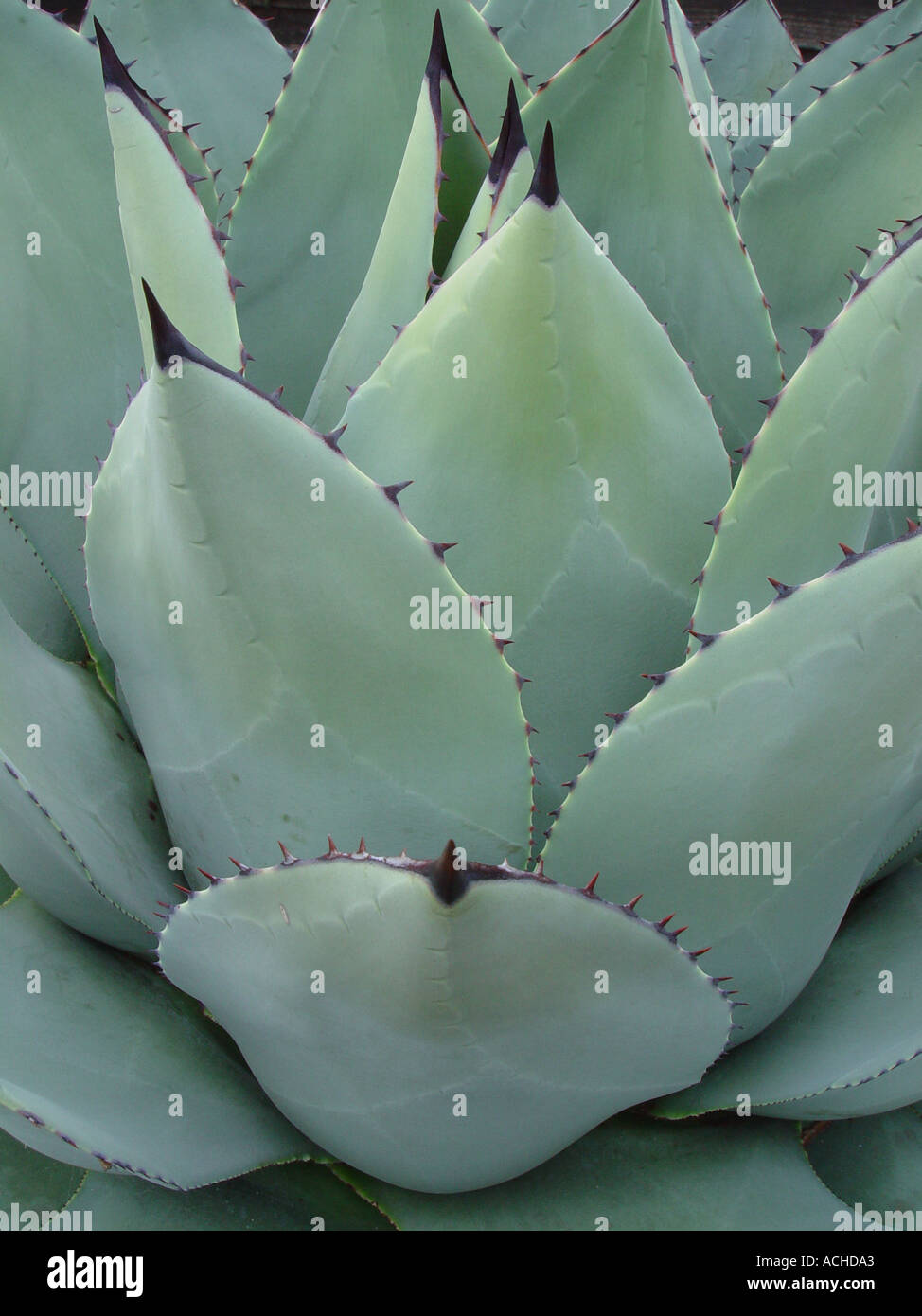 Agave parryi garden hi-res stock photography and images - Alamy