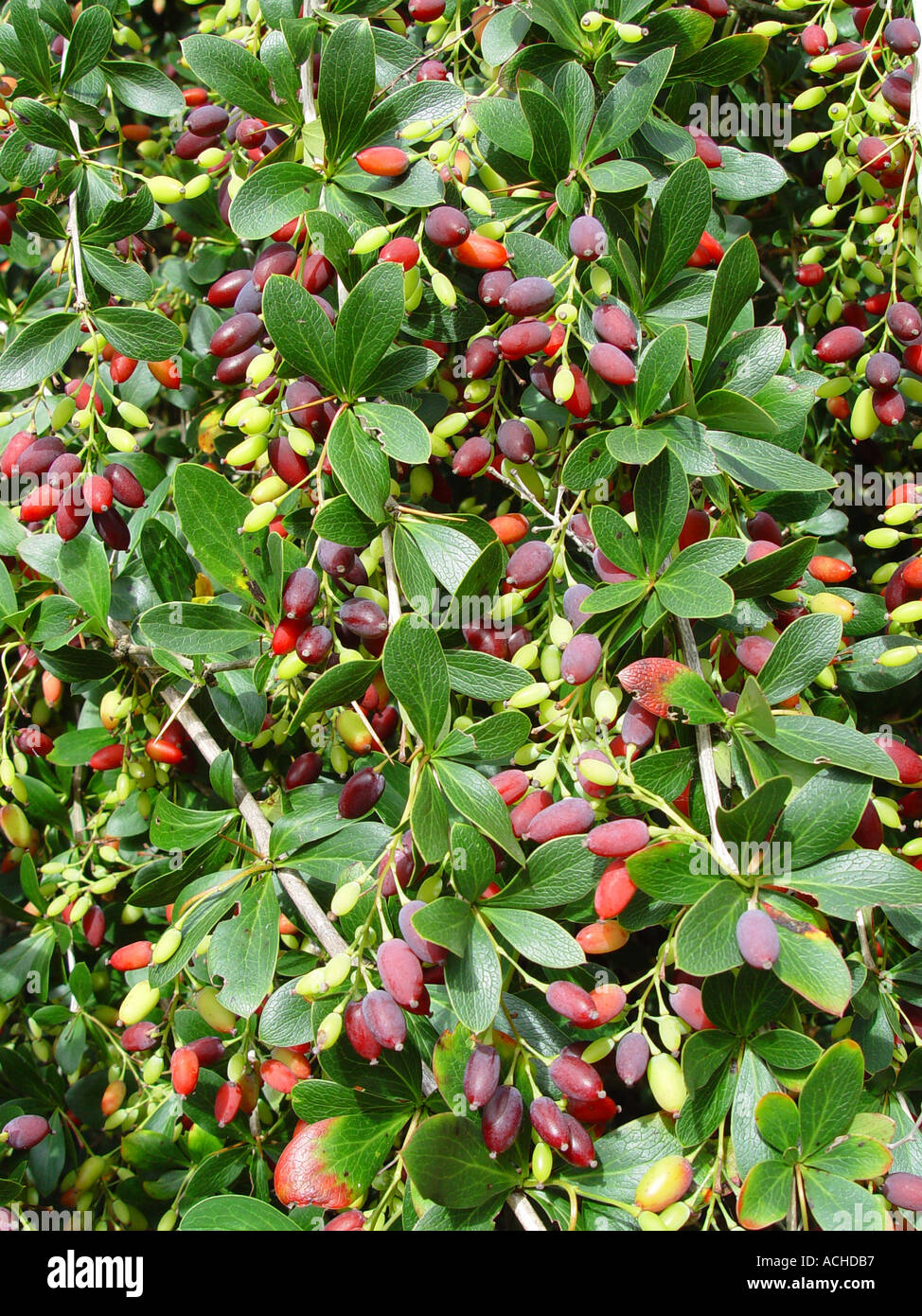 Berberis aristata hi-res stock photography and images - Alamy
