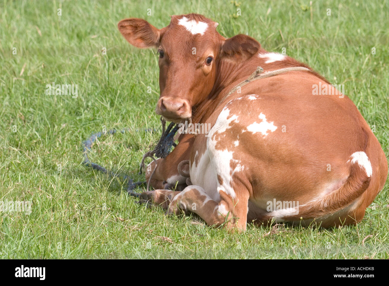 Young calf rope around neck hi-res stock photography and images - Alamy