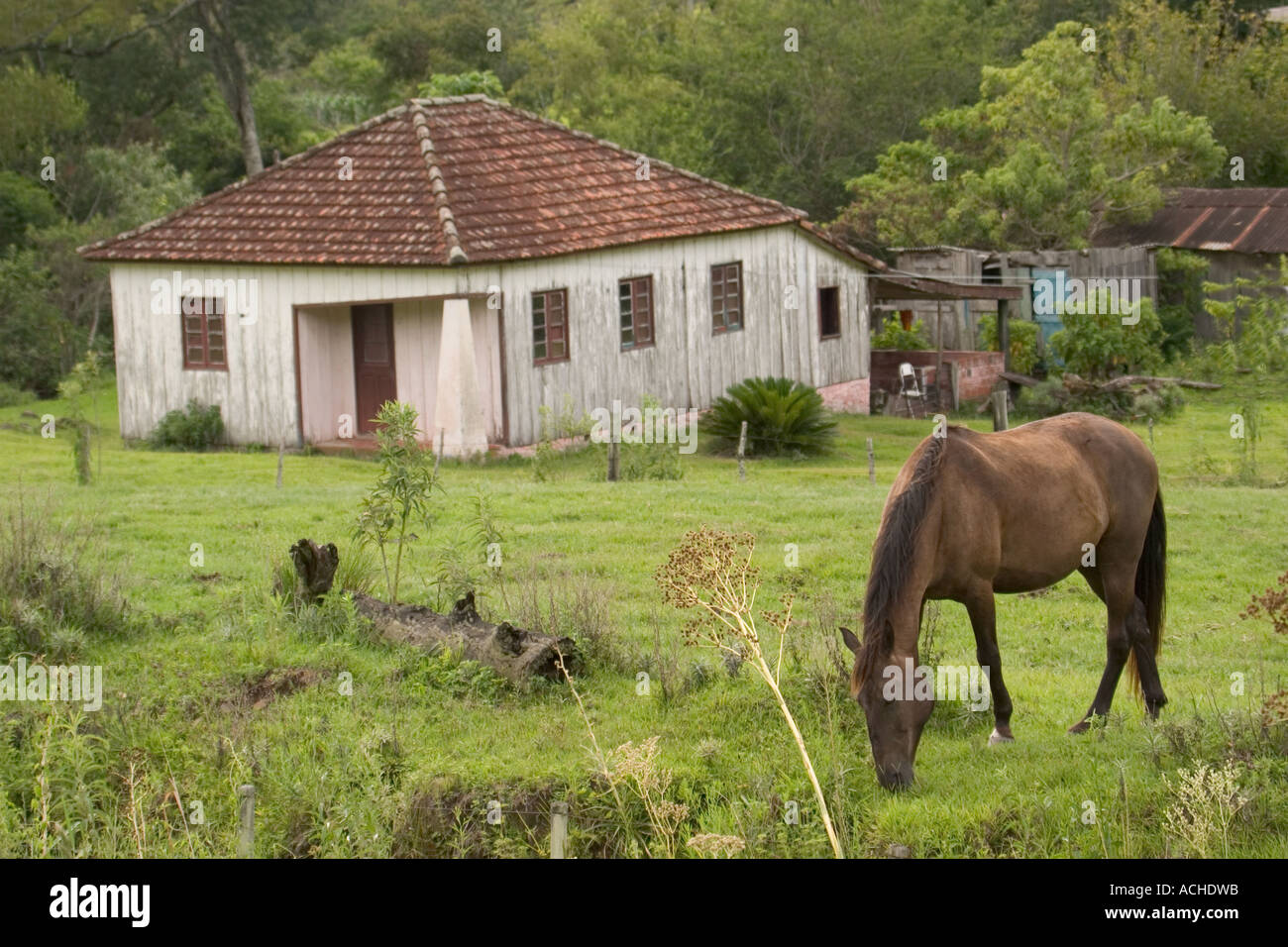 Old Farm House with horse in field eating grass Brasil Brazil rural ...