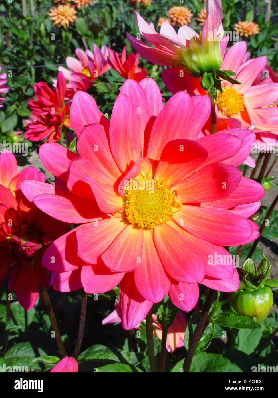 Dahlia ‘karma fuchsiana’ hi-res stock photography and images - Alamy