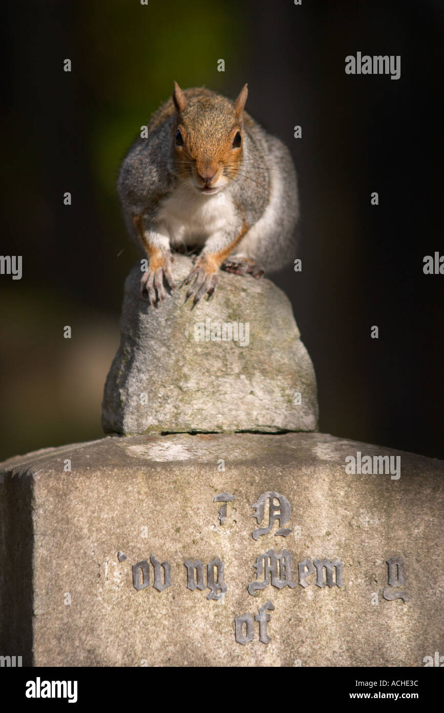 Squirrel cemetery hi-res stock photography and images - Alamy