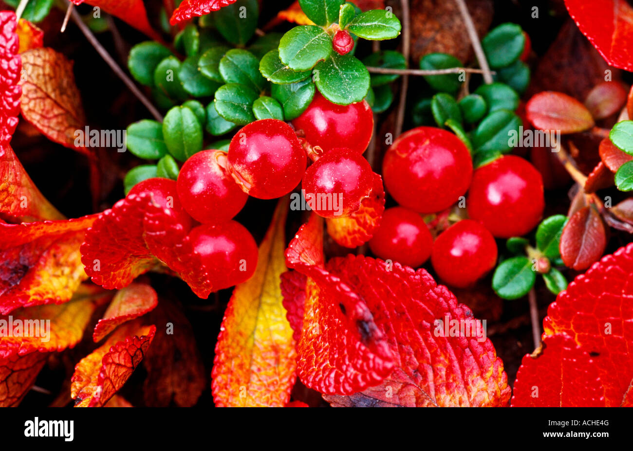 Red autumn berries Stock Photo - Alamy