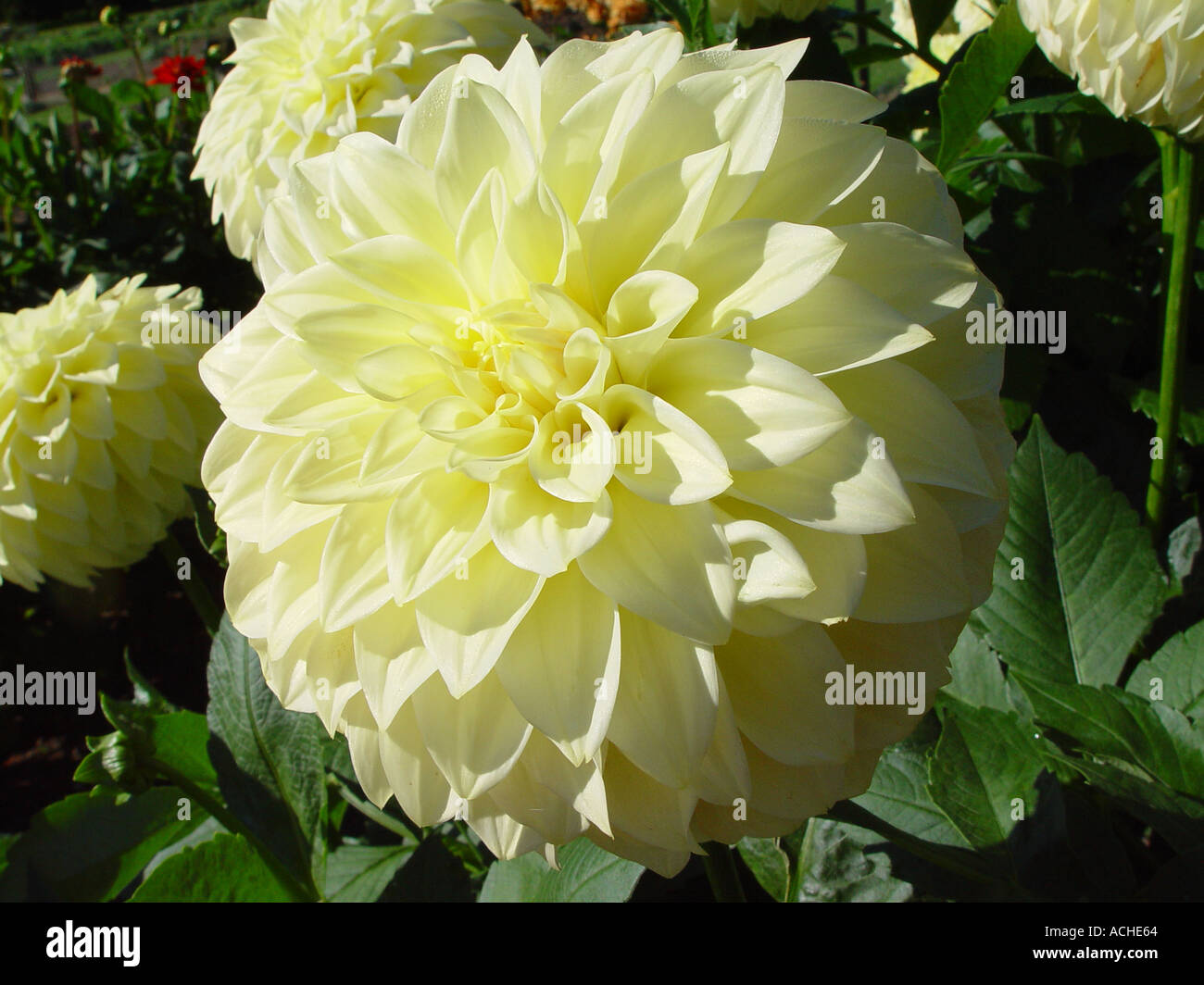 Dahlia Trengrove Millenium Stock Photo - Alamy