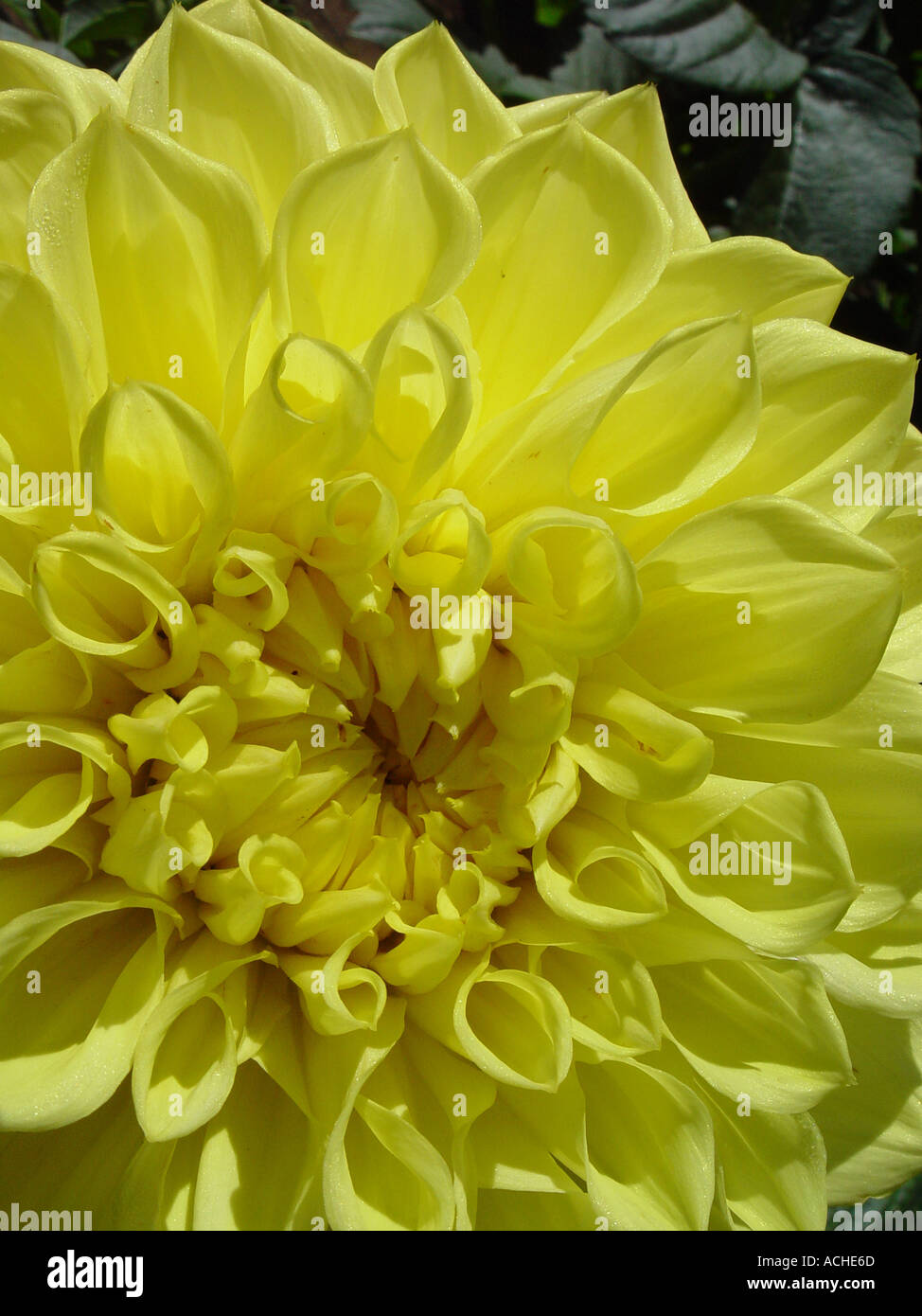 Geerings hi-res stock photography and images - Alamy