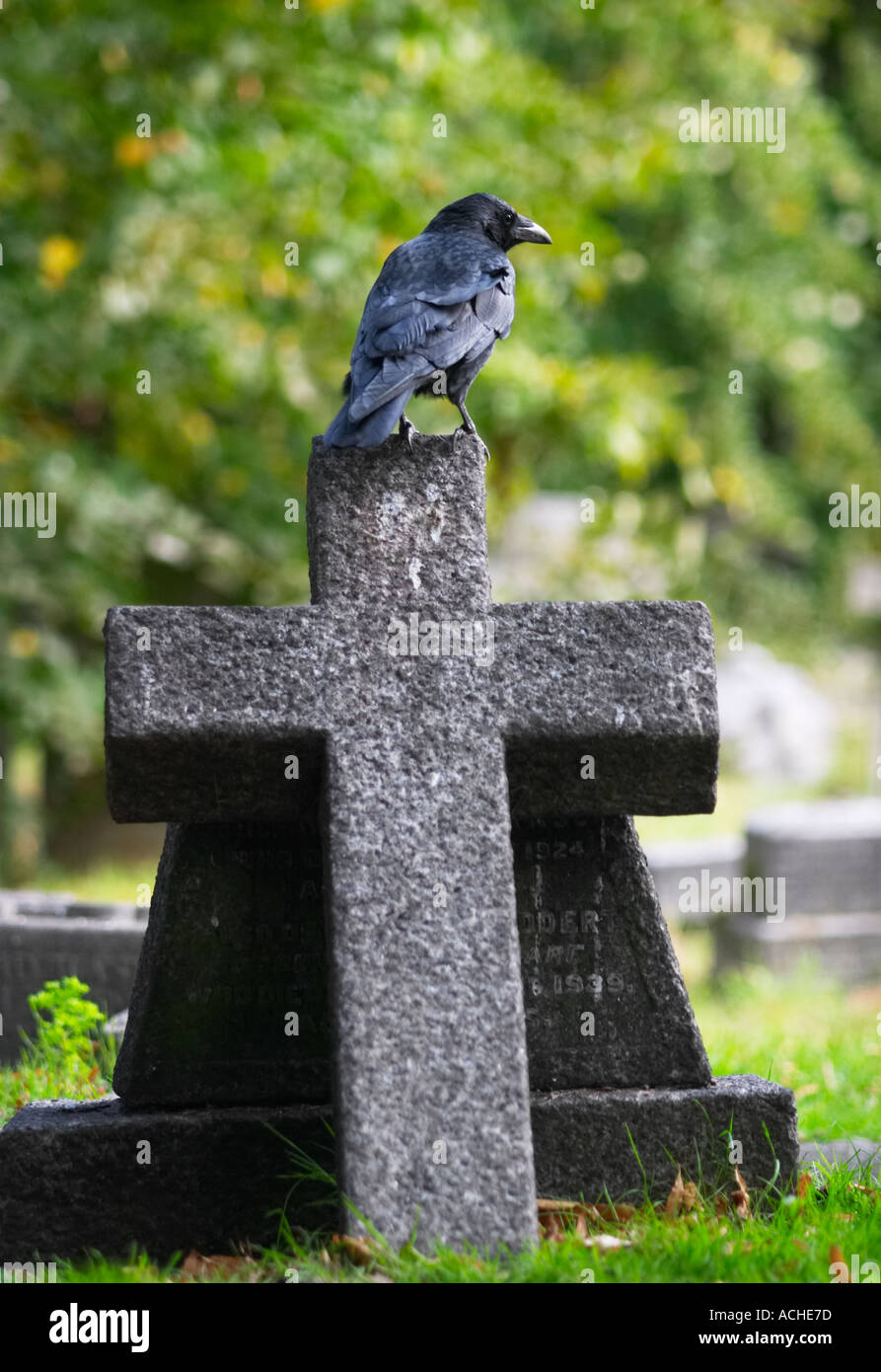Carrion Crow on cross at Brompton Cemetery London England Stock Photo ...