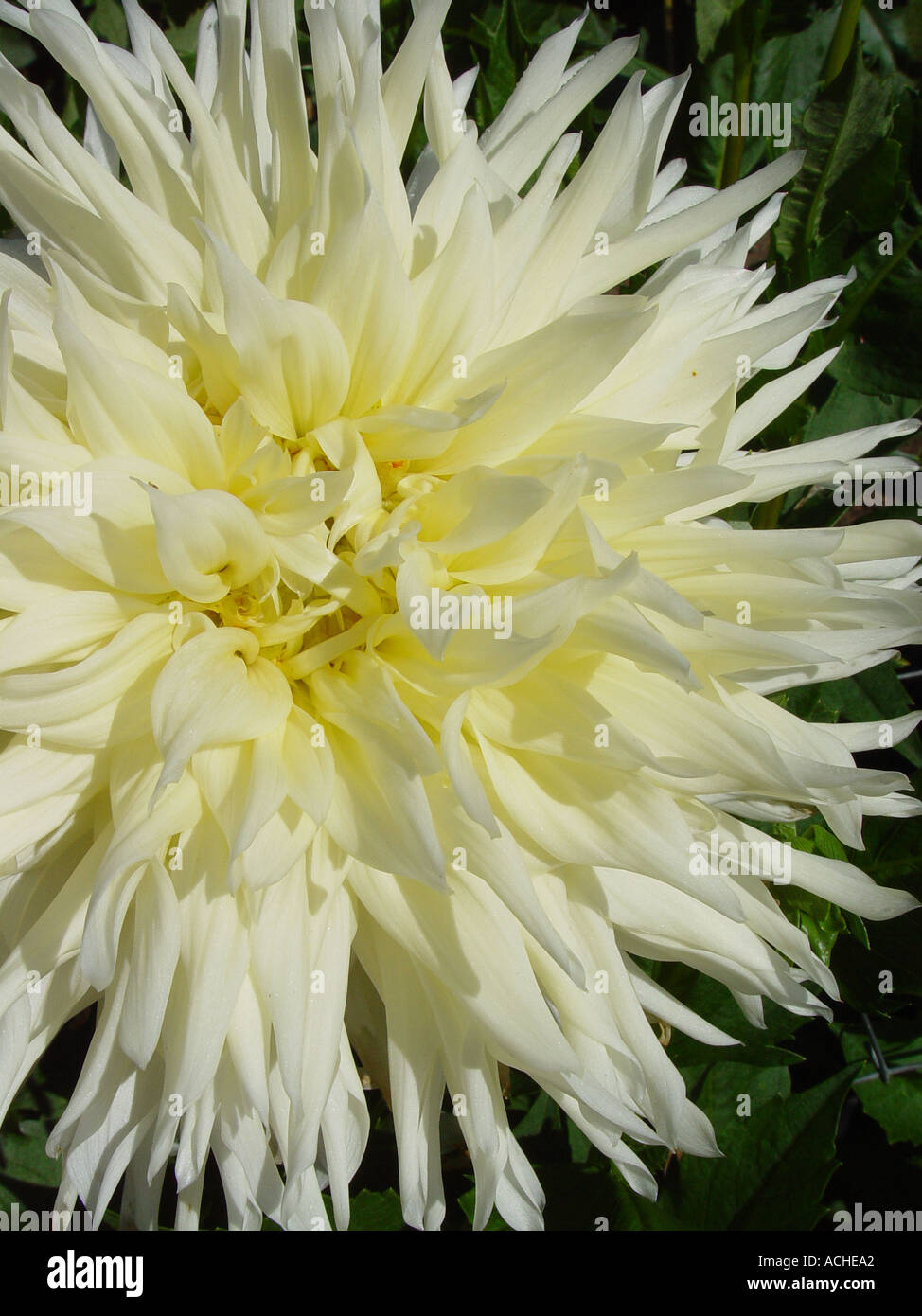 Dahlia root hi-res stock photography and images - Alamy