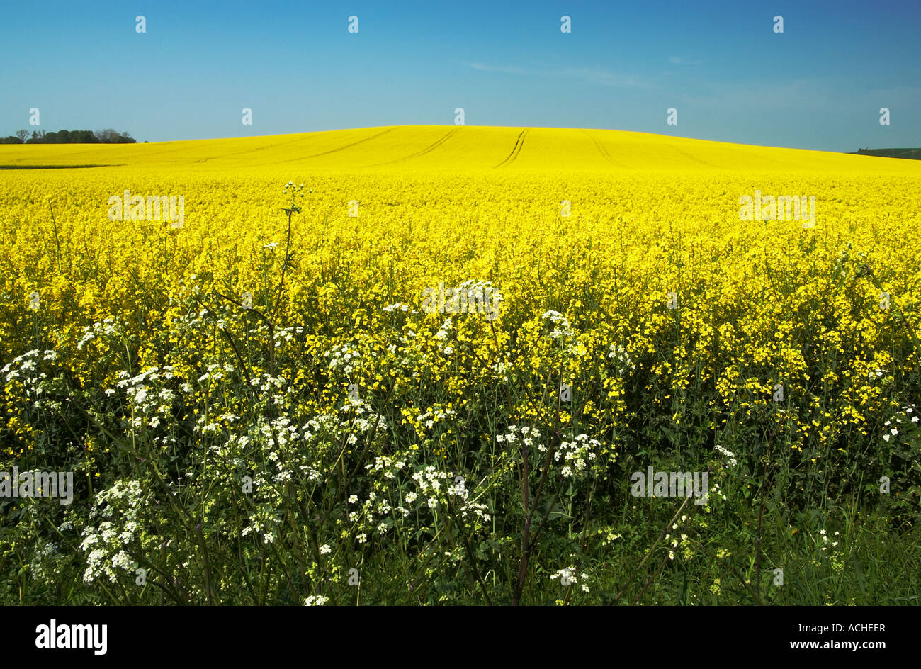 Colourful field of rapeseed Stock Photo - Alamy