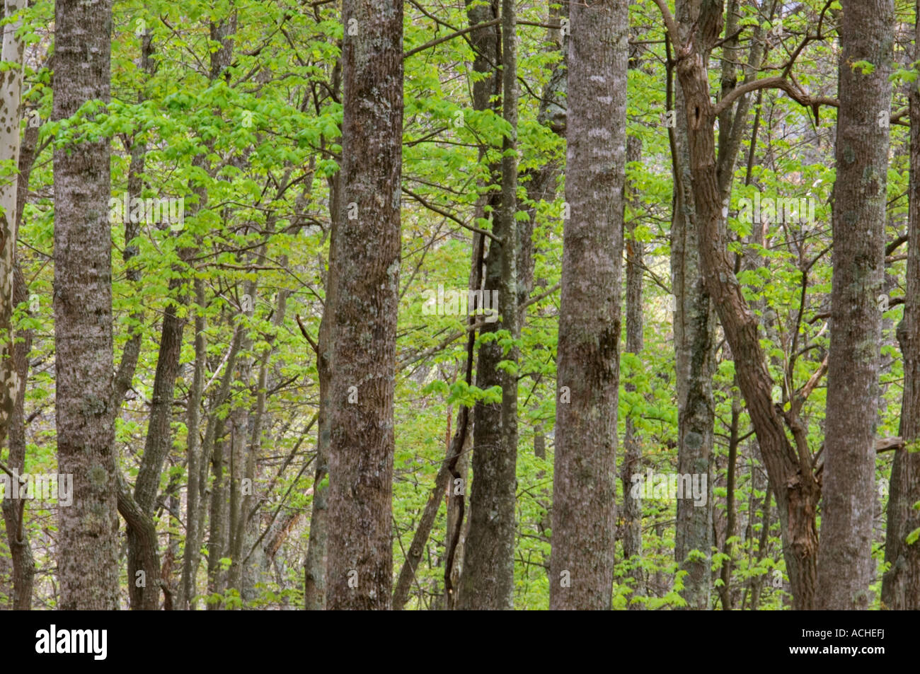Detail of Early Spring Foliage in Deciduous Forest Cave Run Lake Near ...