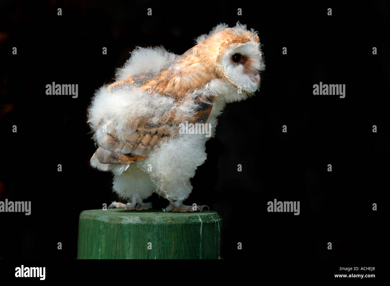 Week old barn owl hi-res stock photography and images - Alamy