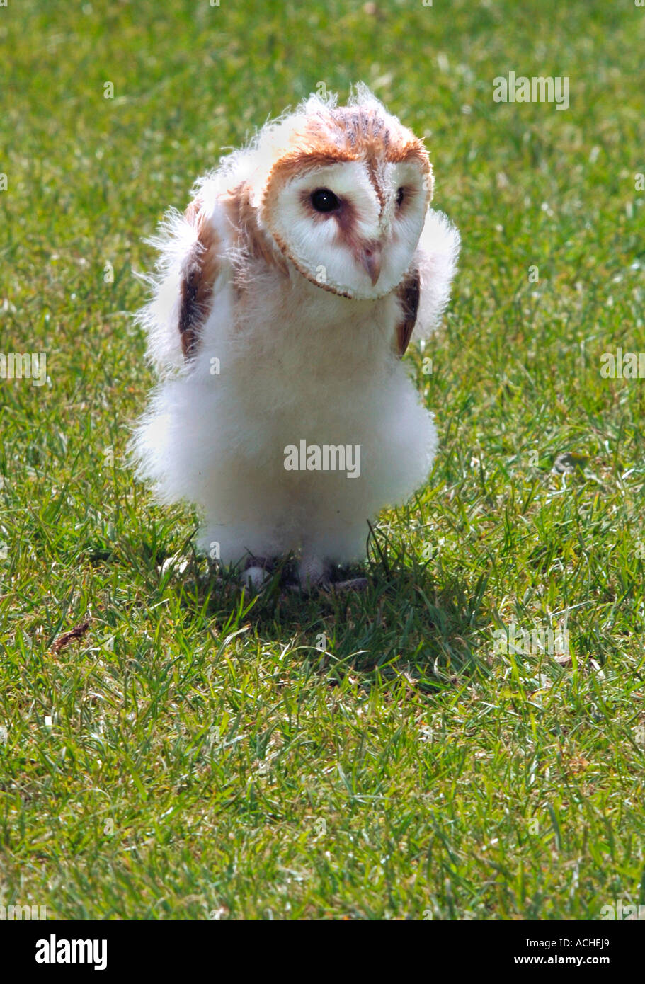 Eight Week Old Barn Owl