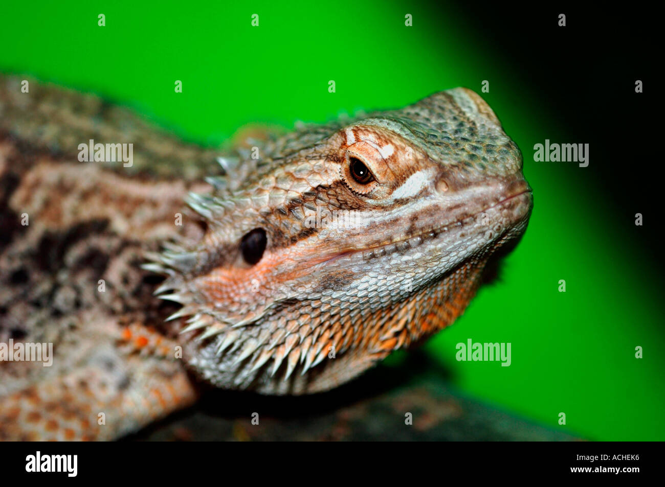 Bearded Dragon (Pogona vitticeps Stock Photo - Alamy