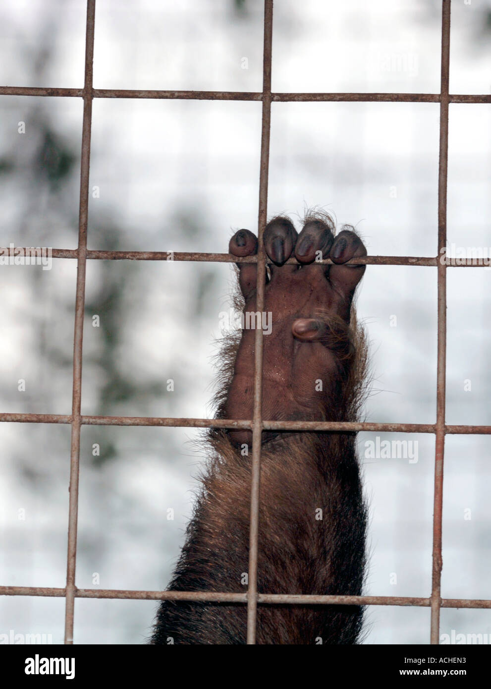 Capuchin Monkeys Hand Clinging Onto Enclosure Bars Stock Photo - Alamy