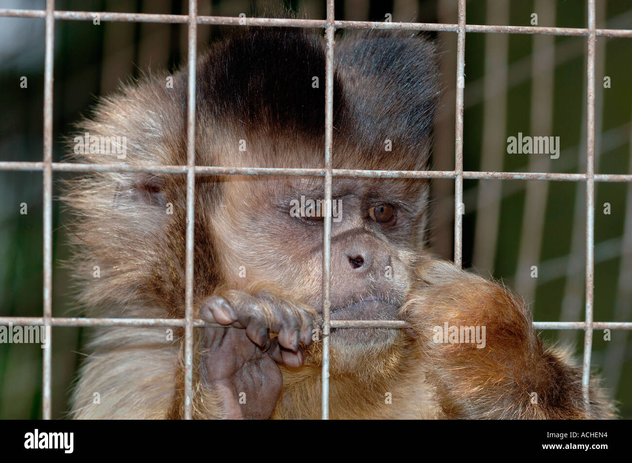 Capuchin Monkey Behind Bars Stock Photo - Alamy