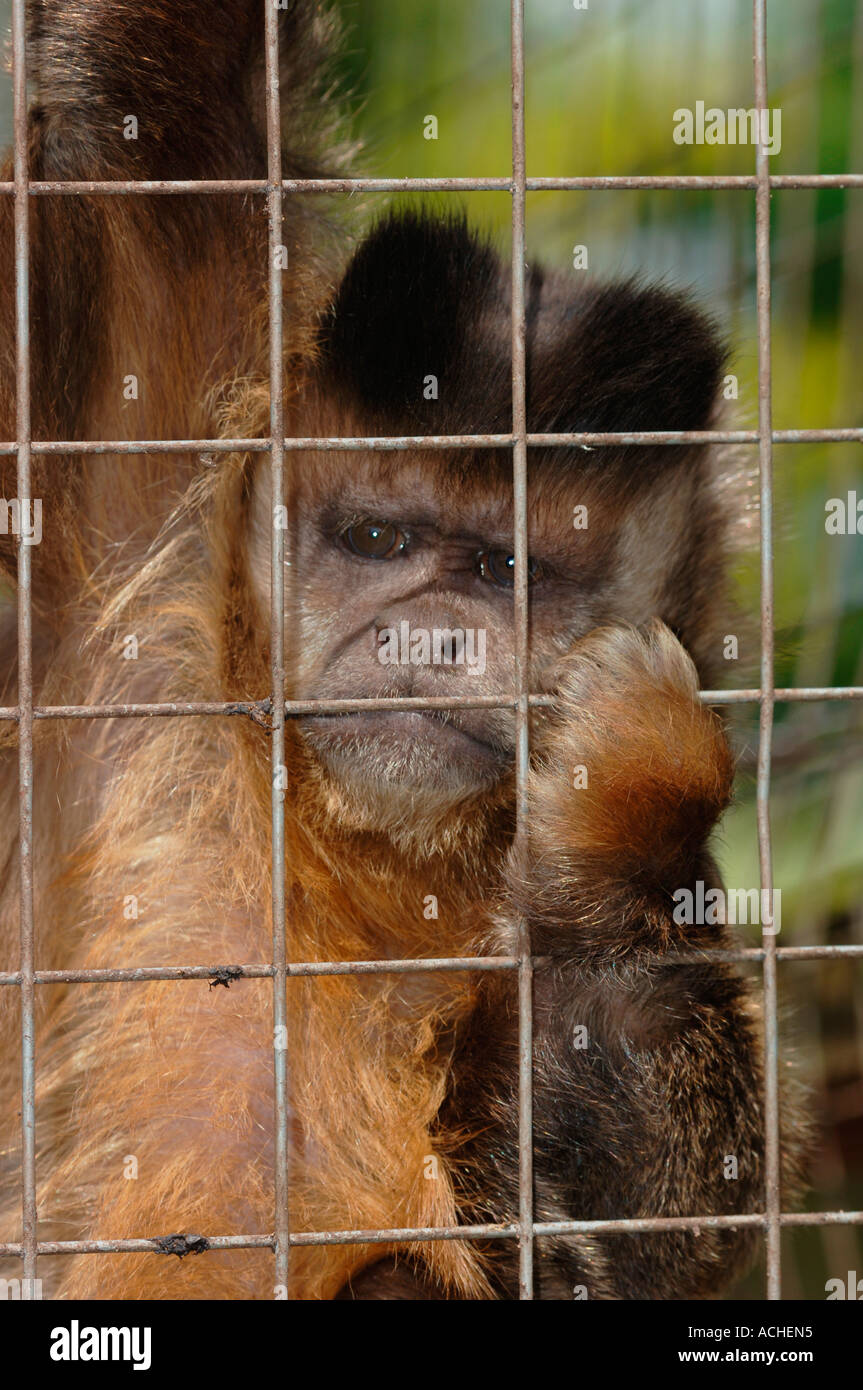 Capuchin monkey characteristics hi-res stock photography and images - Alamy