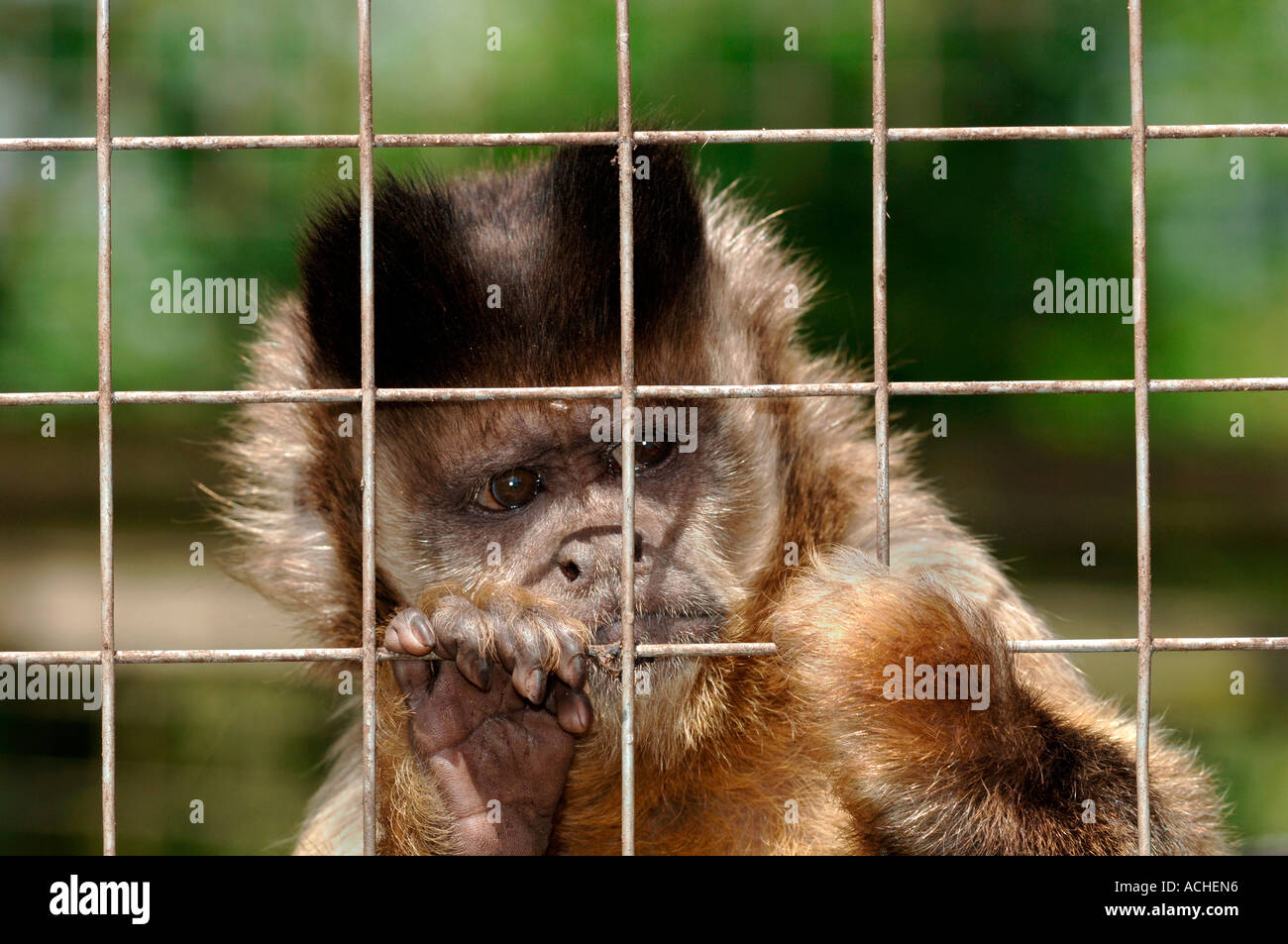 Capuchin monkey characteristics hi-res stock photography and images - Alamy