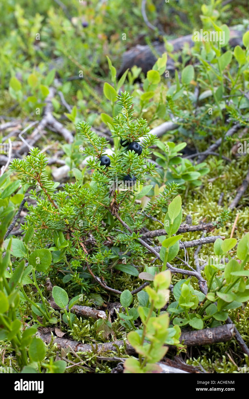 Black crowberry empetrum nigrum hi-res stock photography and images - Alamy