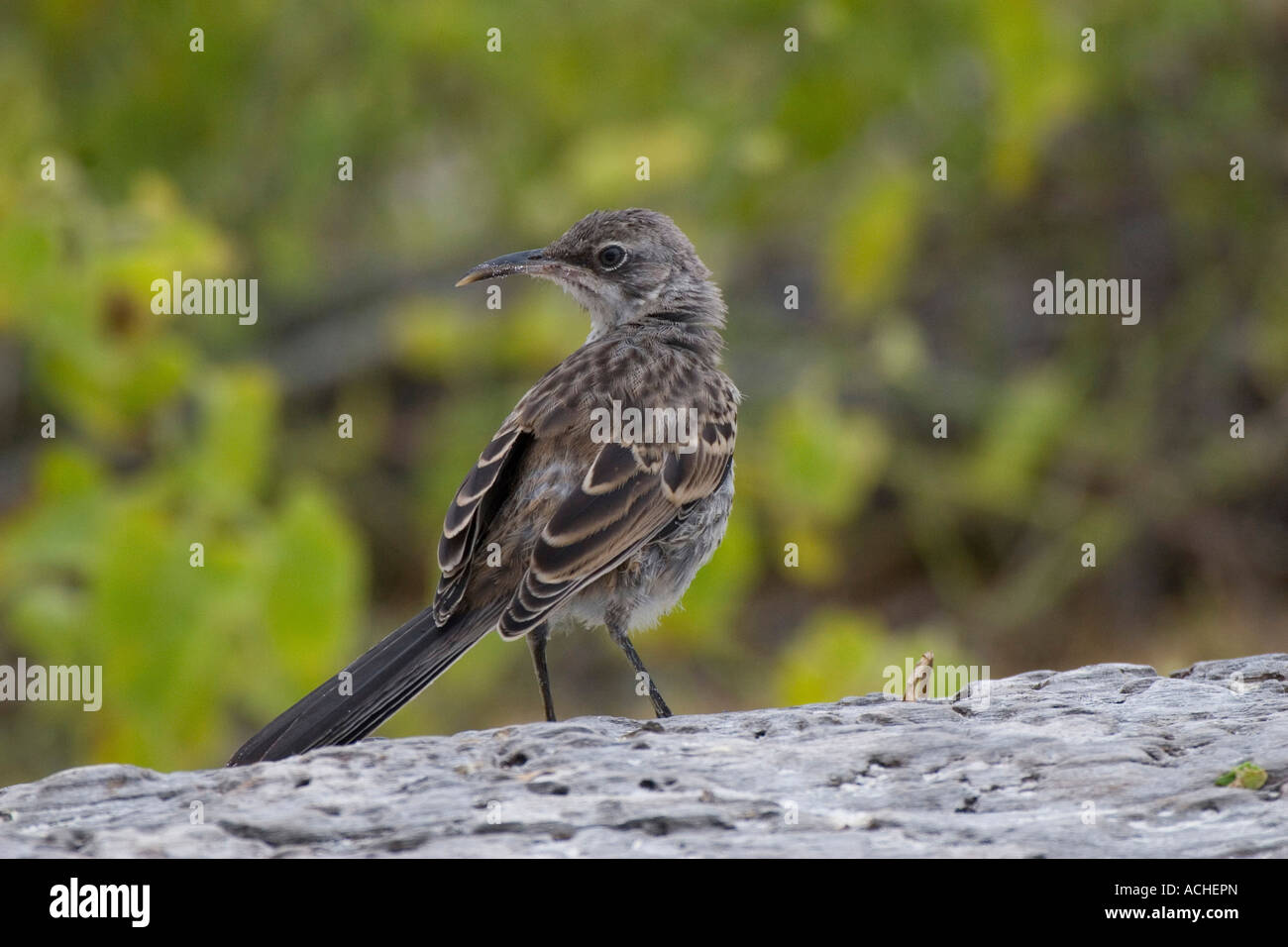 Hood Mockingbird photographed on Espanola island Galapagos Stock Photo ...