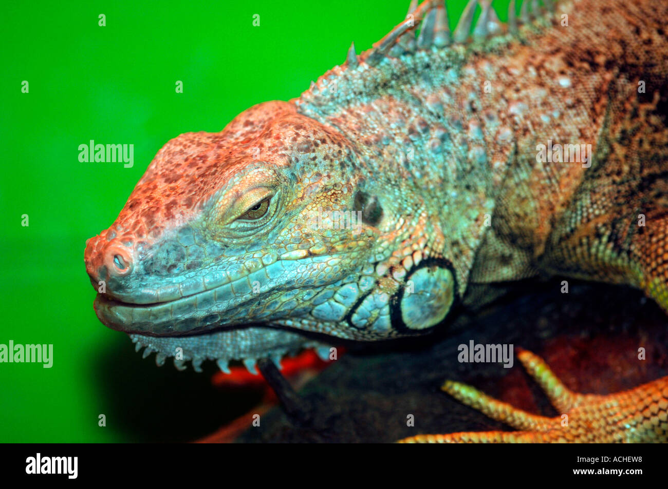 Mature iguana hi-res stock photography and images - Alamy
