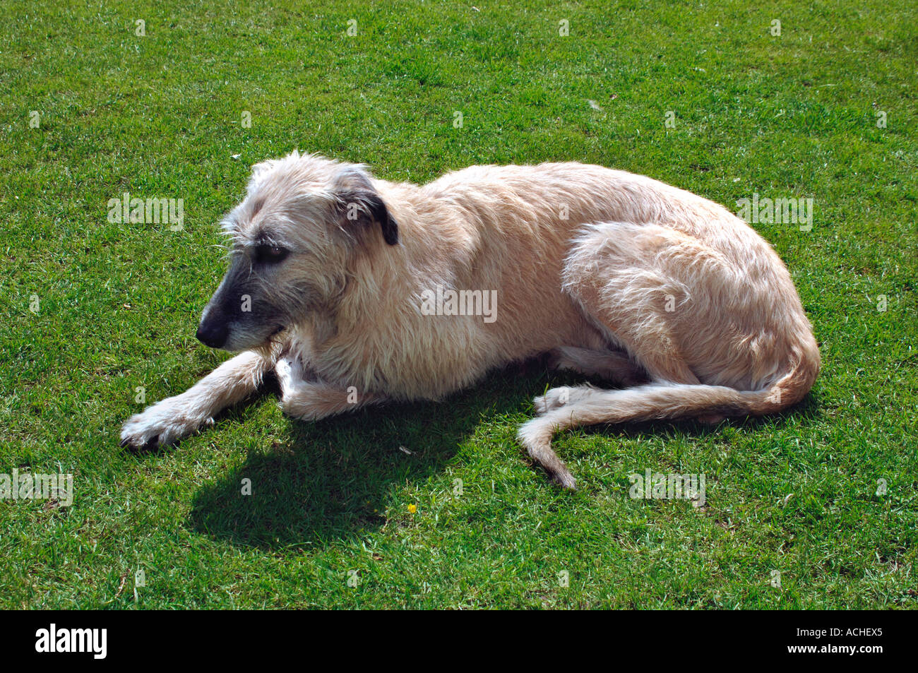 Irish wolf hound hi-res stock photography and images - Alamy