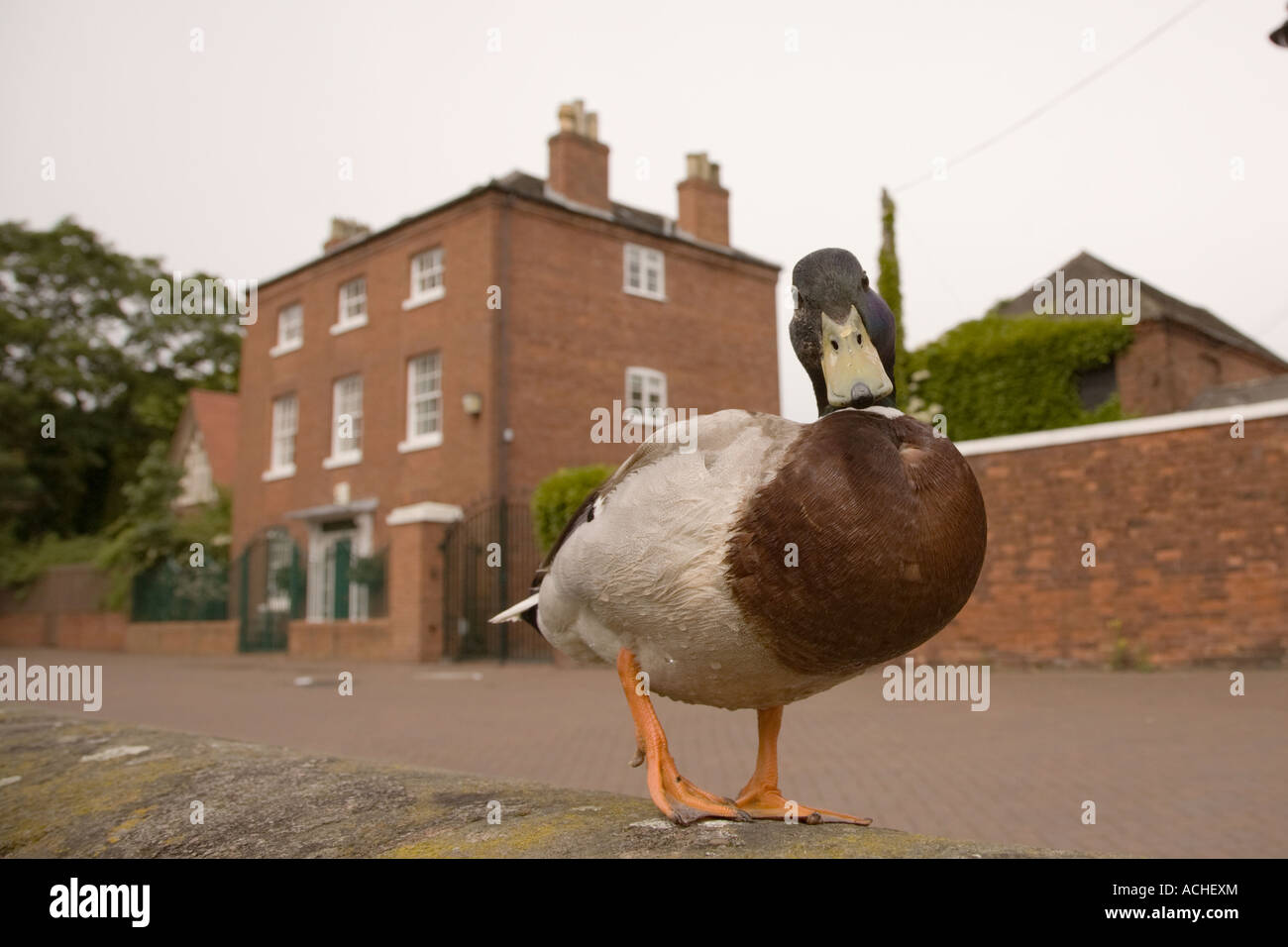 Curious duck hi-res stock photography and images - Alamy