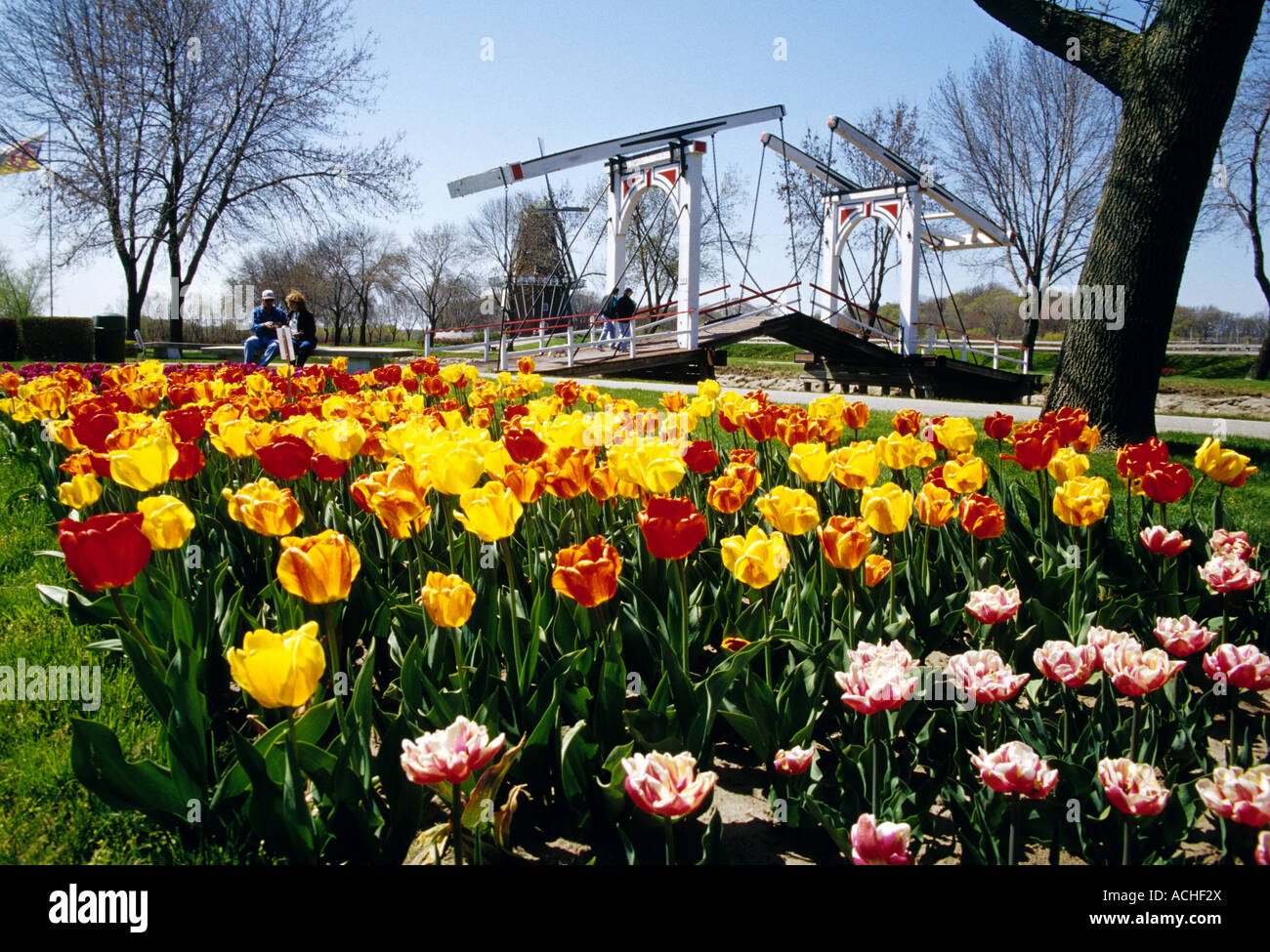 Spring tulips on Windmill Island, with Dutch bridge and windmill in ...
