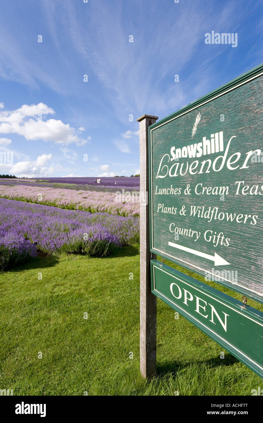 Snowshill Lavender Farm near the Cotswold village of Snowshill ...