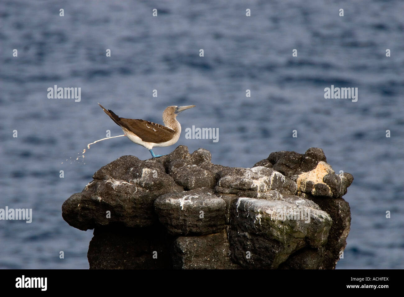 Bird defecating hi-res stock photography and images - Alamy