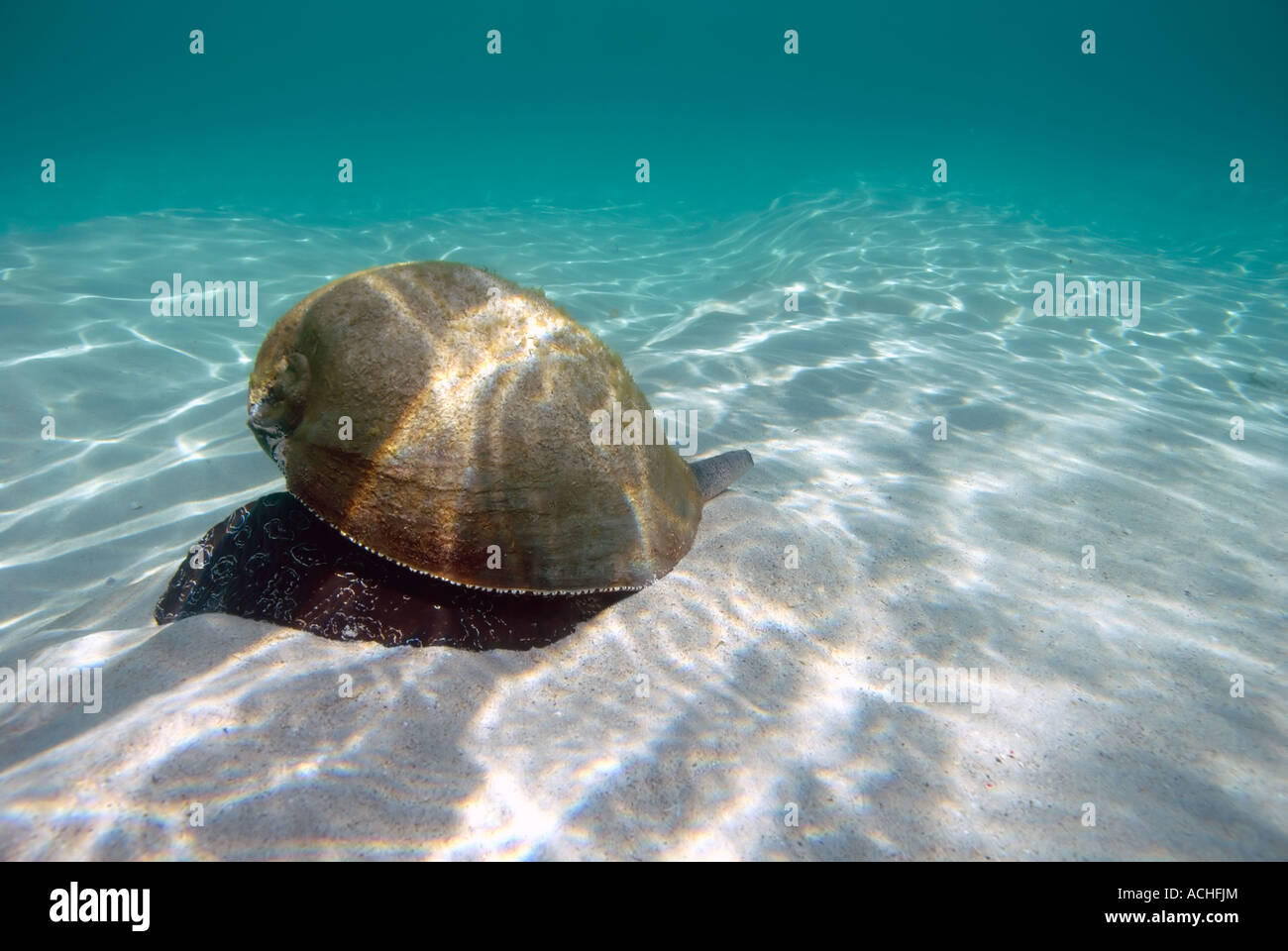Ah chong island hi-res stock photography and images - Alamy