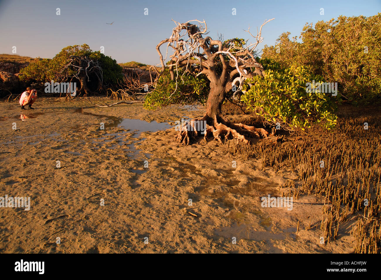 Ceriops australis hi-res stock photography and images - Alamy