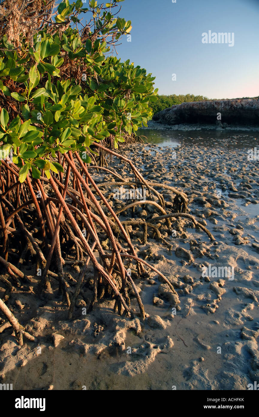 Rhizophora stylosa hi-res stock photography and images - Alamy