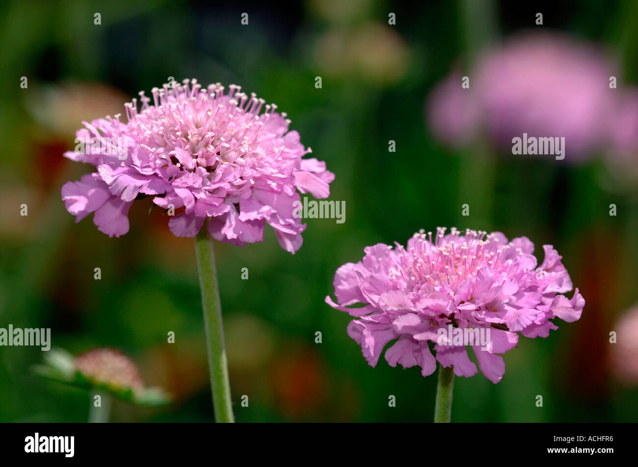 Perennial scabious flowers hi-res stock photography and images - Alamy