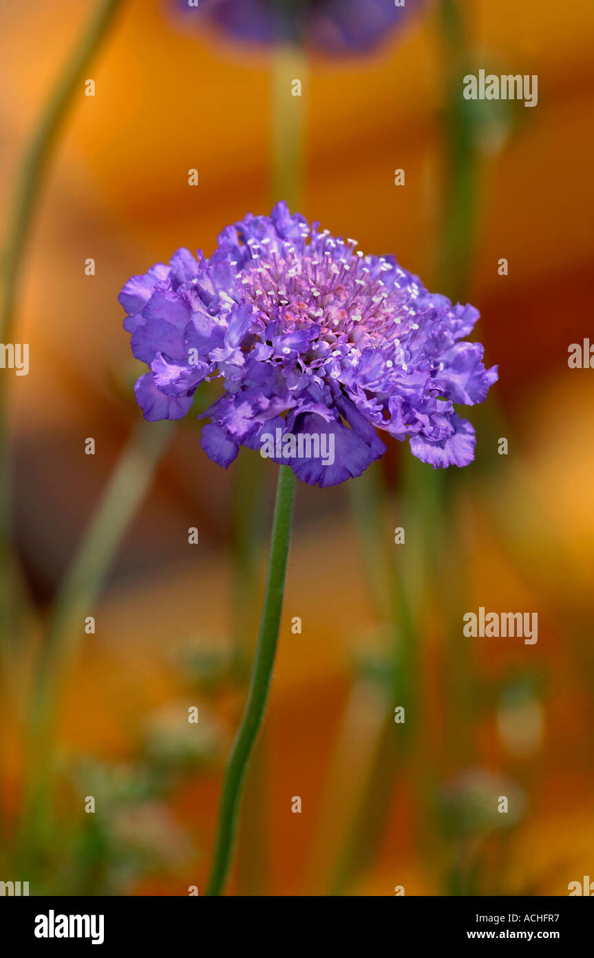 Perennial scabious hi-res stock photography and images - Alamy