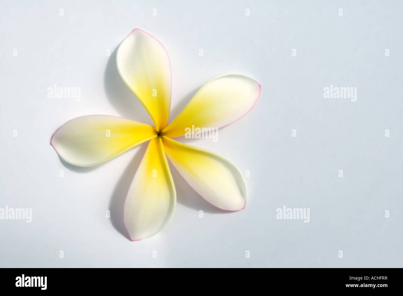 Tropical frangipani Plumeria sp flower on white background Stock Photo ...