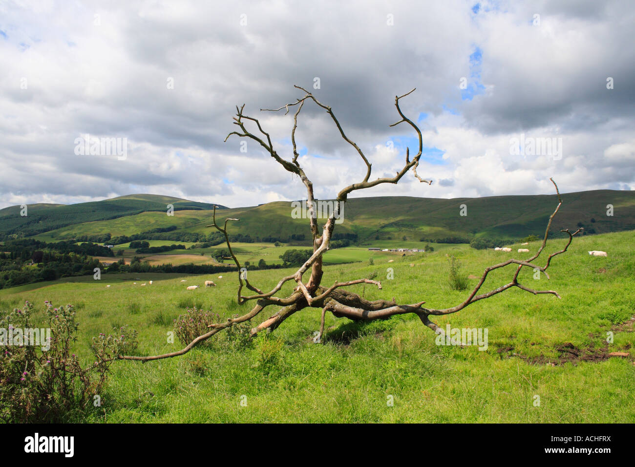 Dead tree in the Ochil hills Scotland Stock Photo - Alamy