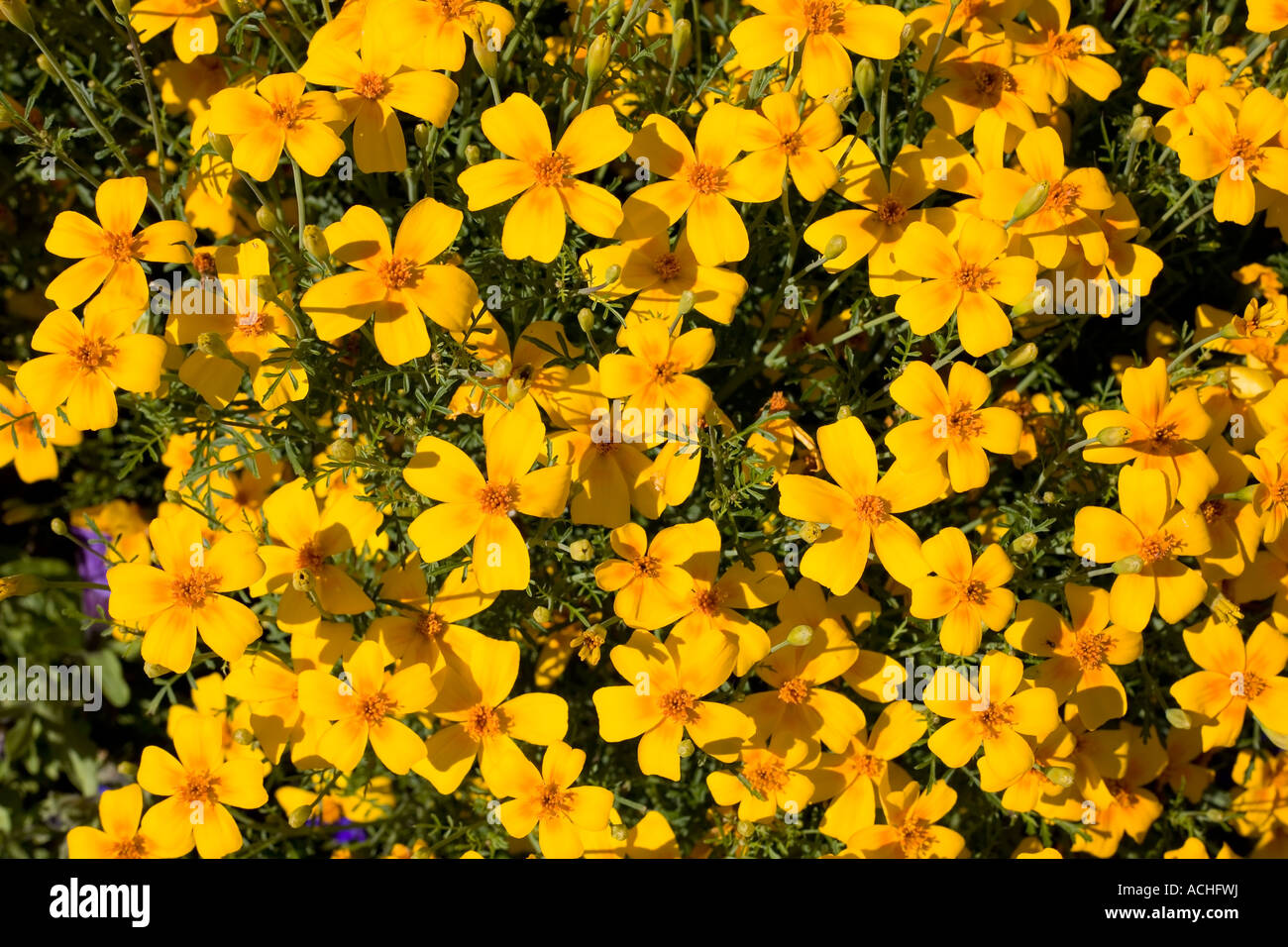 Stamen tagetes hi-res stock photography and images - Alamy