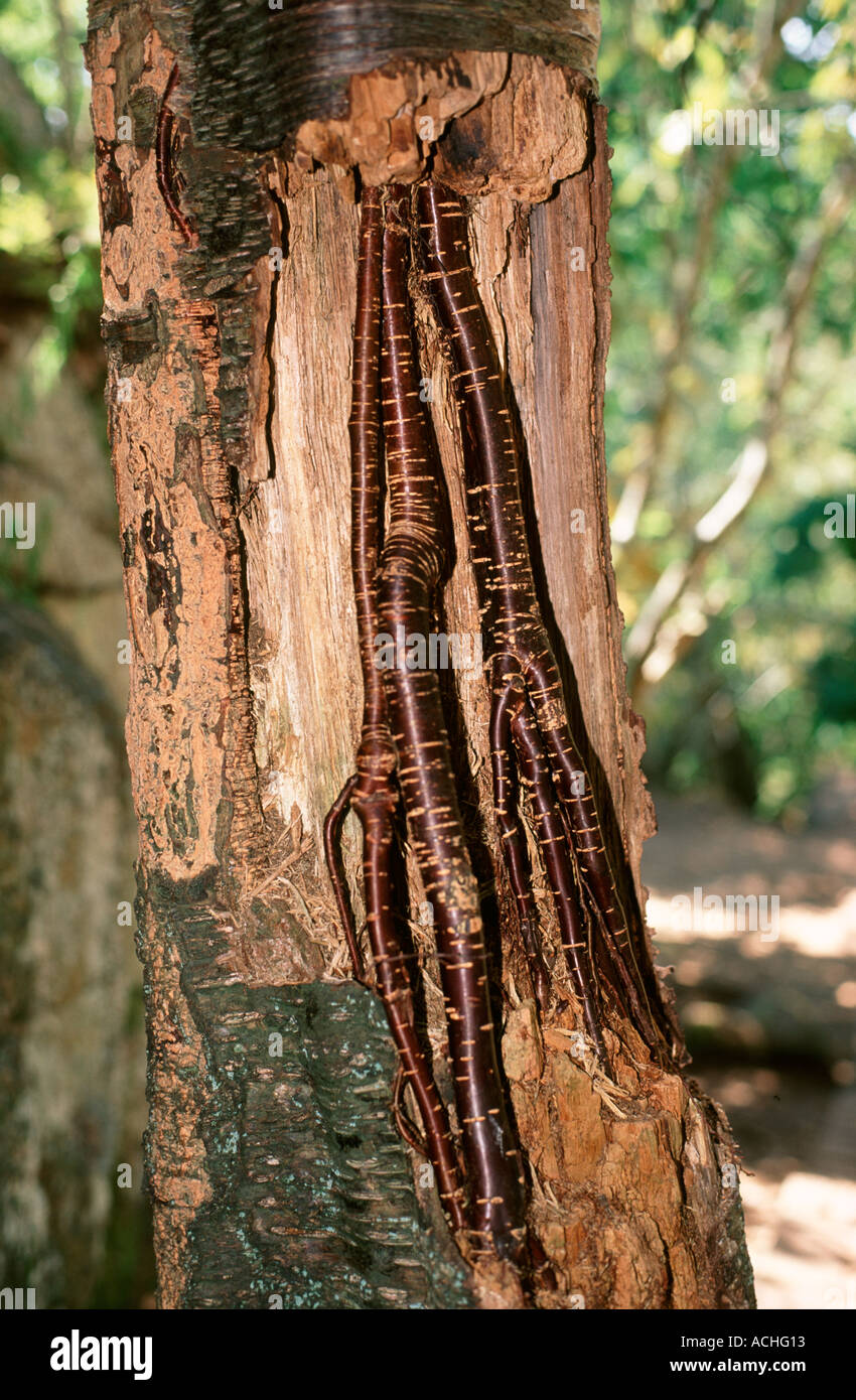 Formultning hi-res stock photography and images - Alamy