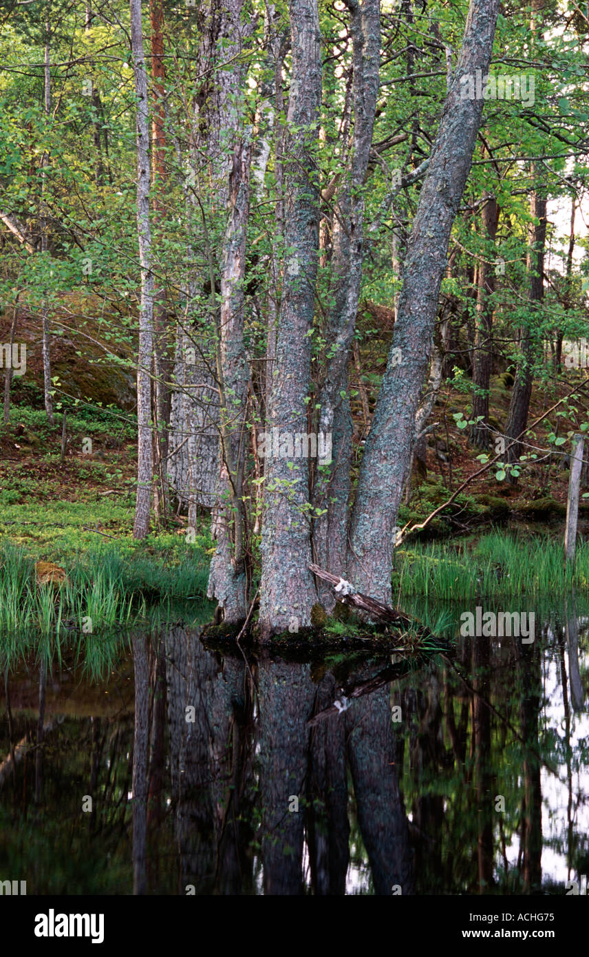 Klibbal hi-res stock photography and images - Alamy