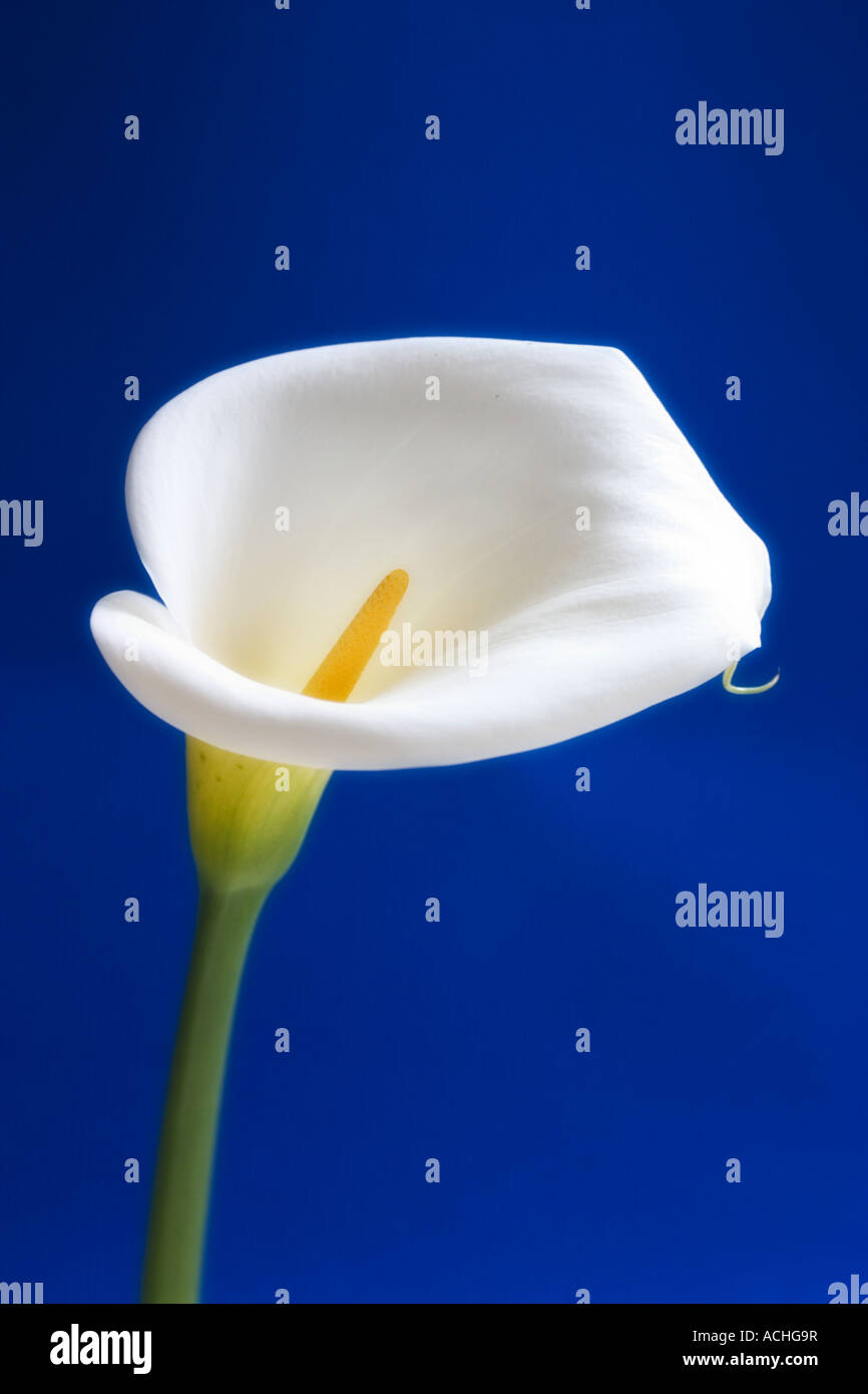 Cala Lilly with blue Background Stock Photo - Alamy