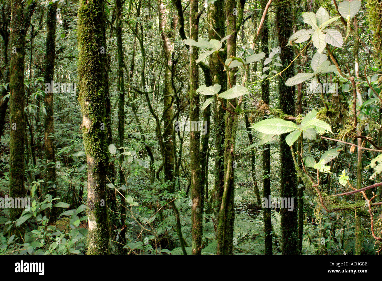Regnskog hi-res stock photography and images - Alamy