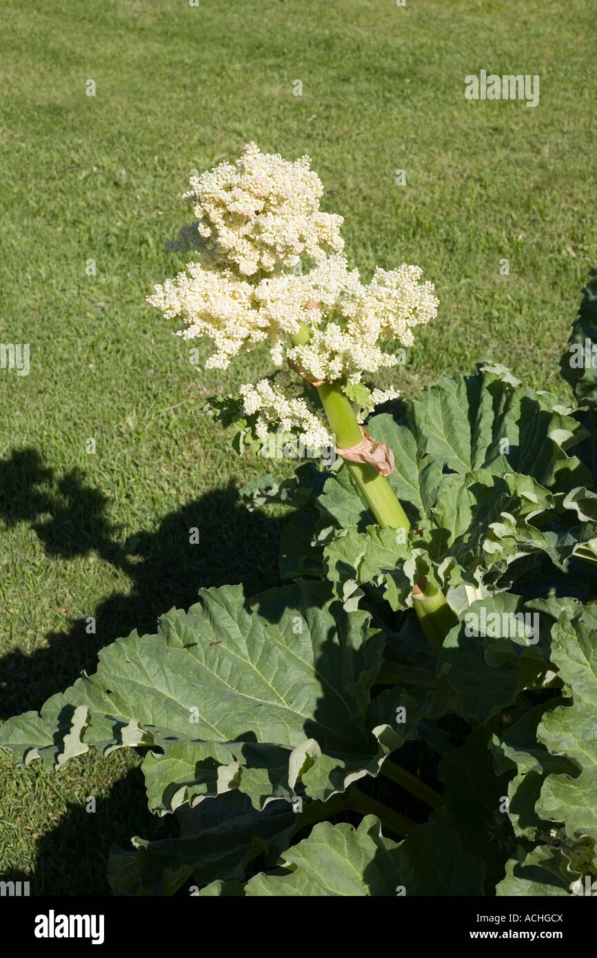 Rheum rhaponticum rheum hi-res stock photography and images - Alamy