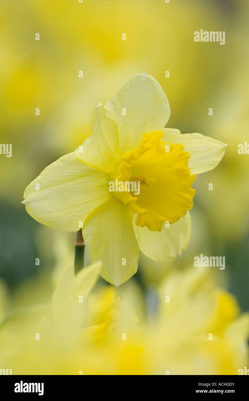 Close Up of Narcissus Flower Stock Photo - Alamy