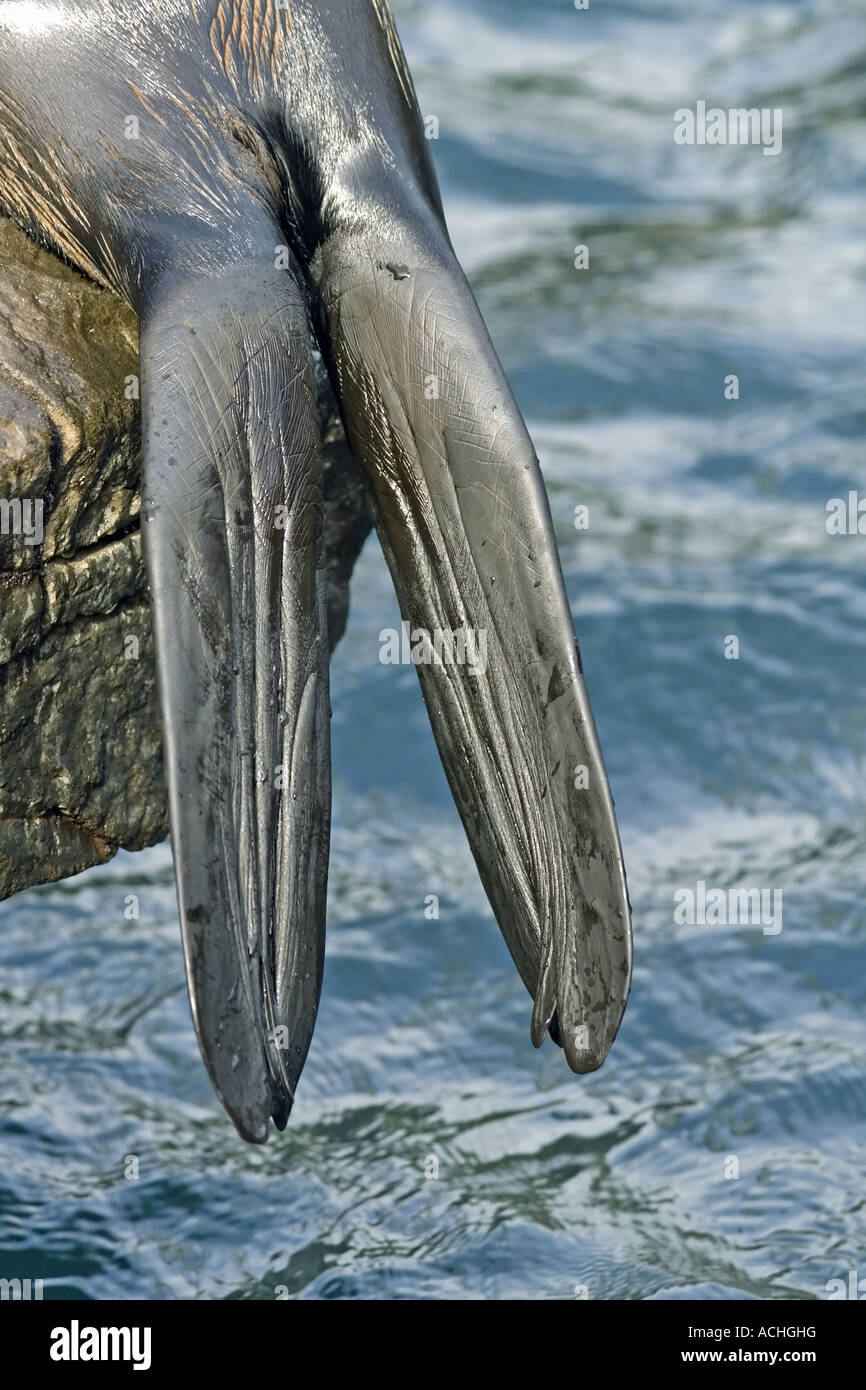 Seal tail hi-res stock photography and images - Alamy