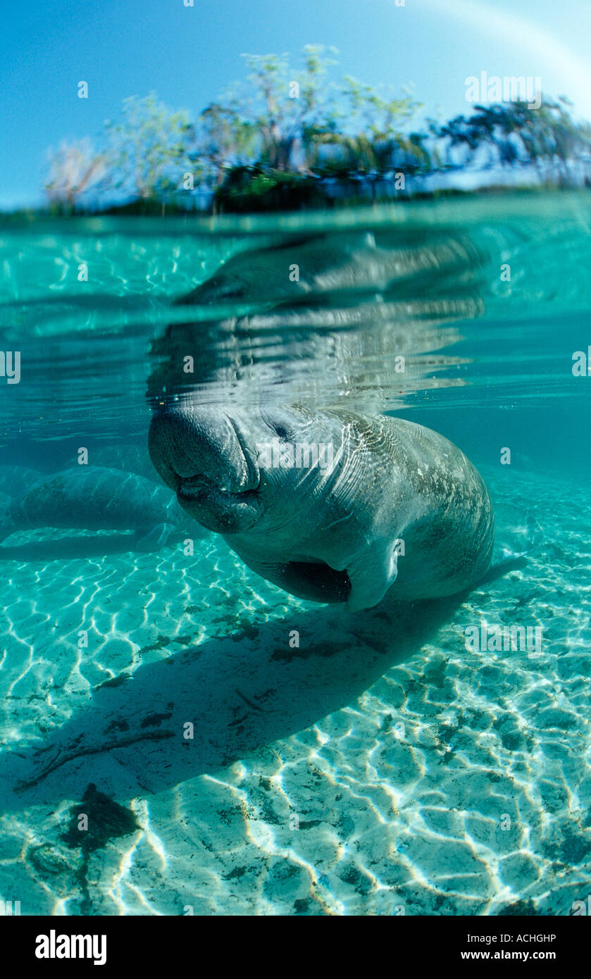 Endangered Florida Manatee Three High Resolution Stock Photography and ...