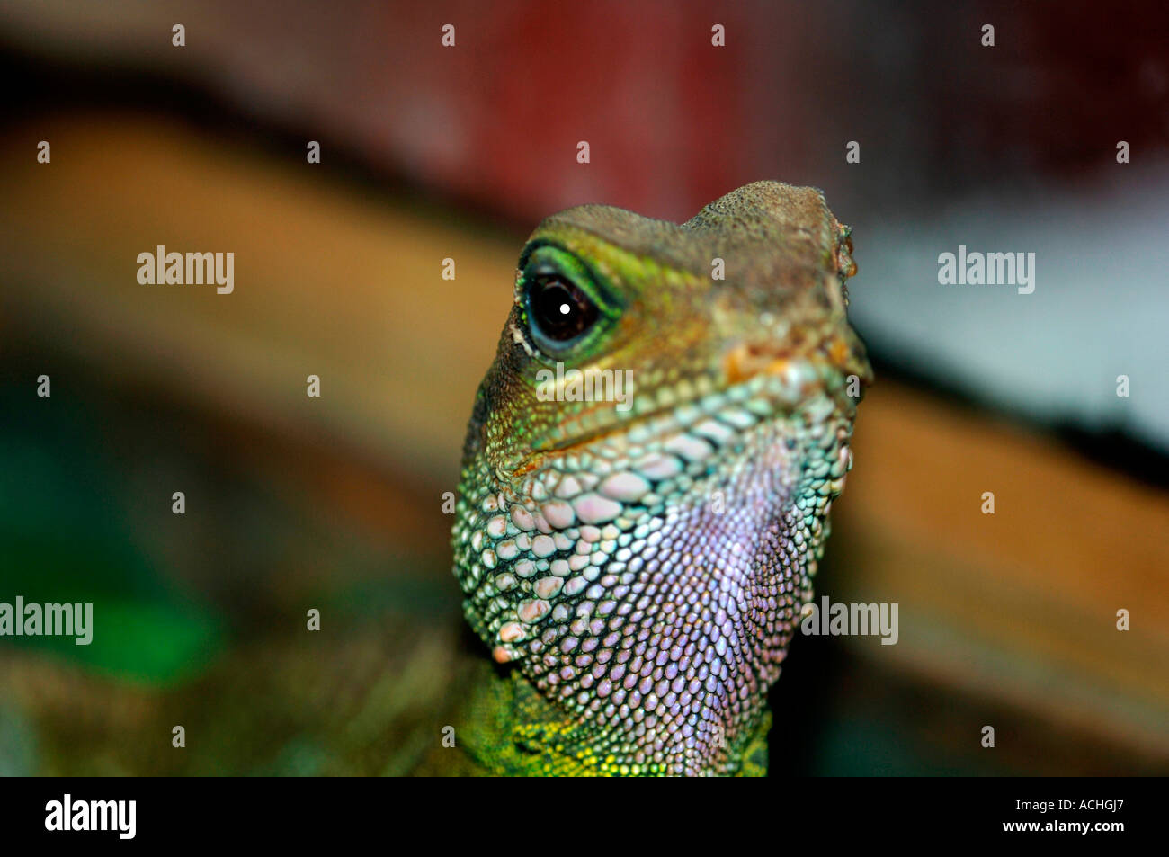 Chinese water dragon lizard hi-res stock photography and images - Alamy